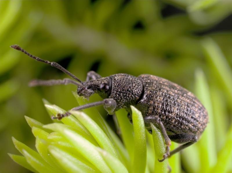 Den Dickmaulrüssler bekämpfen im Garten | ZUHAUSE.net